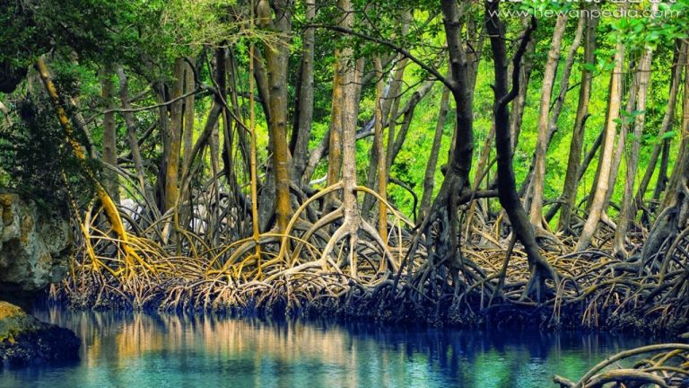Akar Hutan Mangrove: Pengertian, Bentuk, Tipe Dan Jenis Beritaku
