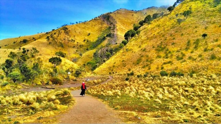 Hutan Sabana: Ciri, Flora, Fauna, dan 12 Terindah di Indonesia – Beritaku