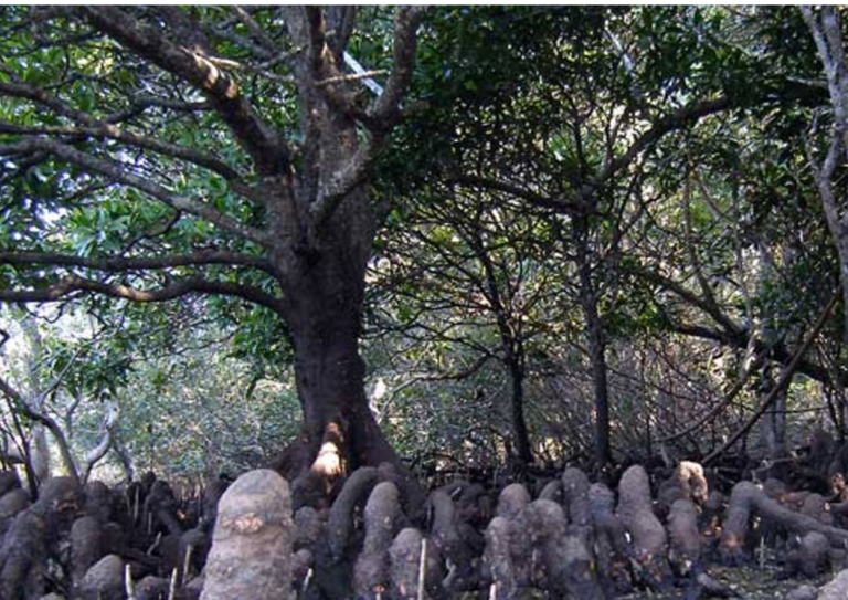 Akar Hutan Mangrove: Pengertian, Bentuk, Tipe Dan Jenis Beritaku
