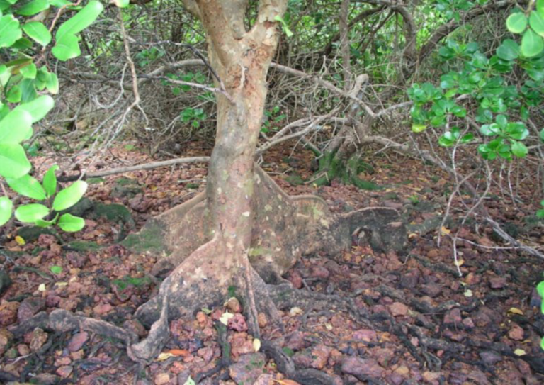 Akar Hutan Mangrove: Pengertian, Bentuk, Tipe Dan Jenis Beritaku
