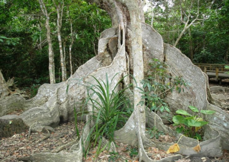Akar Hutan Mangrove: Pengertian, Bentuk, Tipe Dan Jenis Beritaku