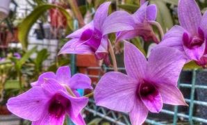 Mengenang Ibu Negara Ke-2 Dengan Anggrek Hartinah dan Larat – Beritaku