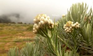 13 Kegunaan Bunga Edelweis: Klasifikasi, Arti dan Makna – Beritaku