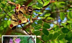 Mengenal Pohon Saga Rambat Dengan 8 Manfaat pohon saga